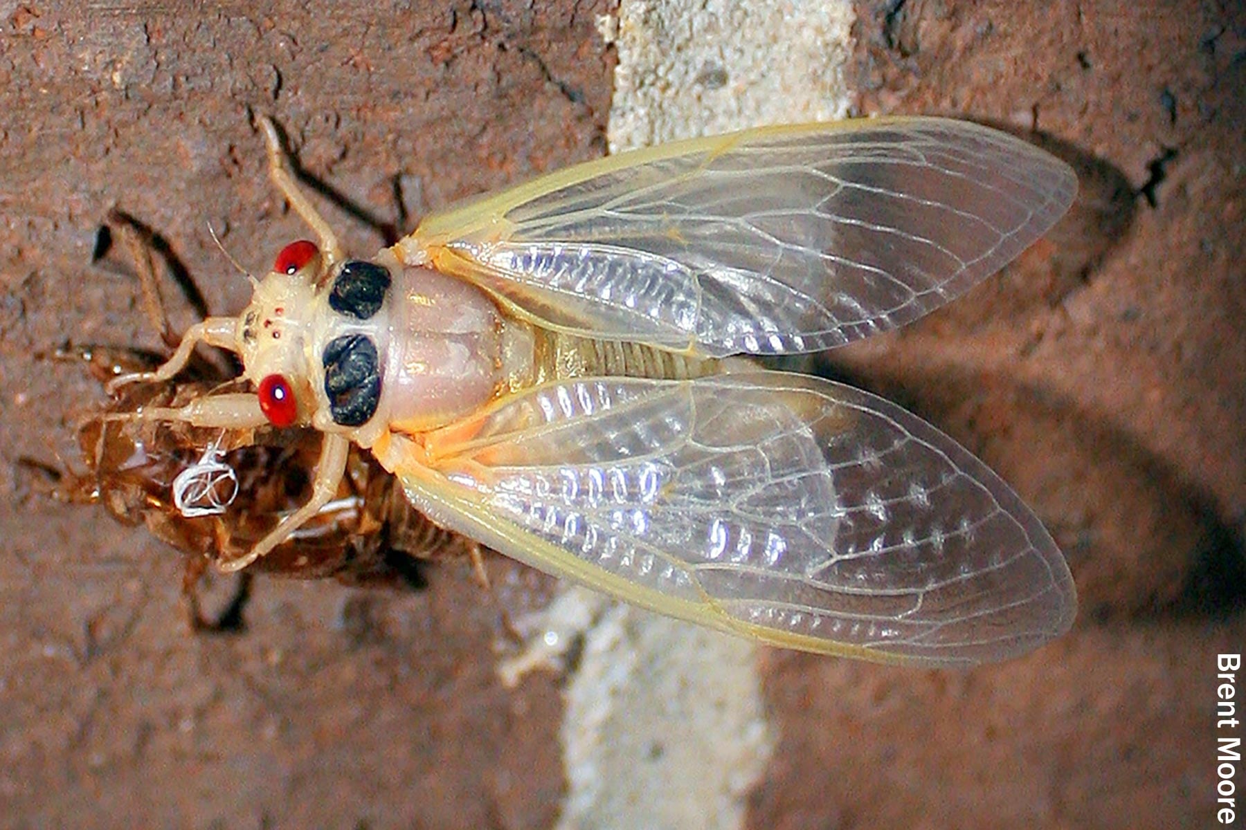 FDA: Don’t Eat Cicadas if Allergic to Shellfish - Edible Insects News