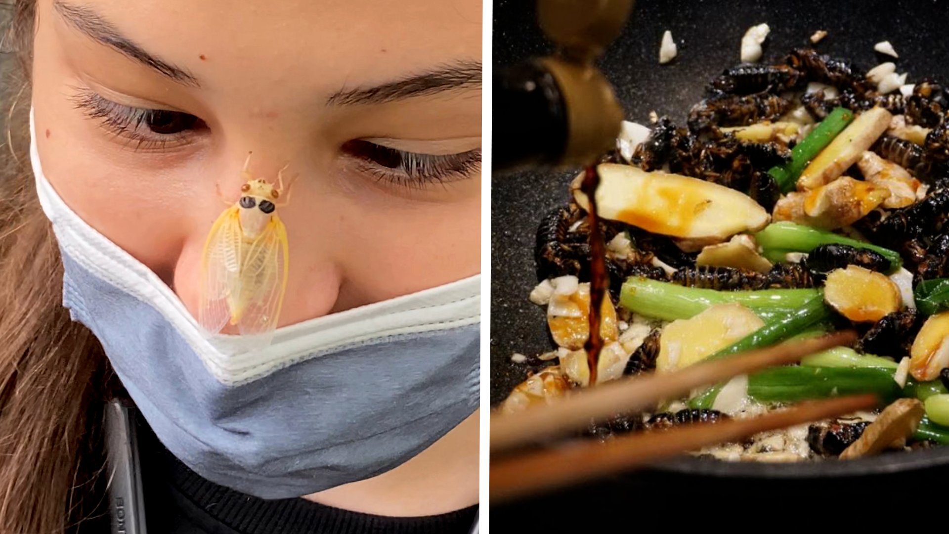 Eating Cicadas? Brood X Emergence Inspires NJ Students to Take a Bite ...