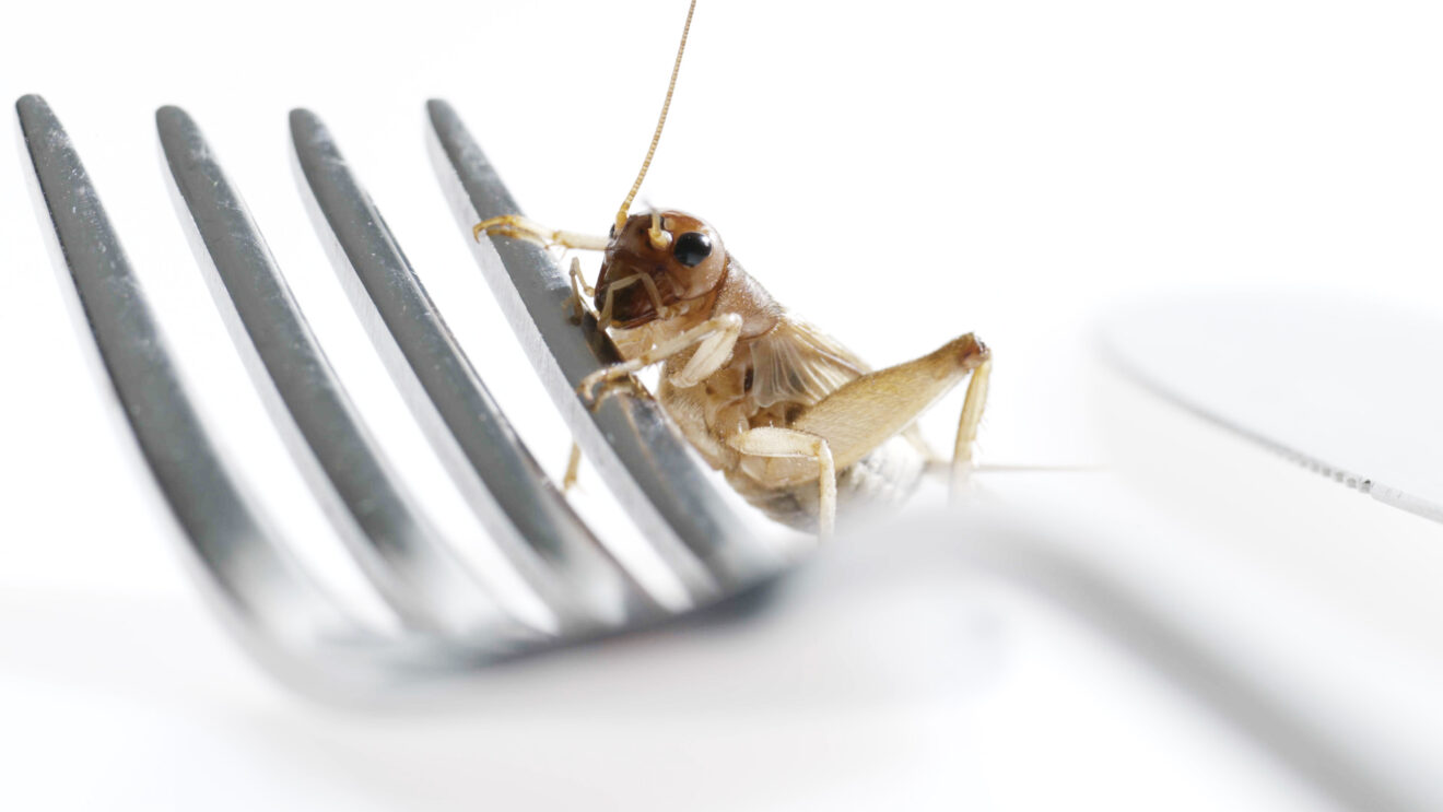 Edible Insect News - Edible Insects News