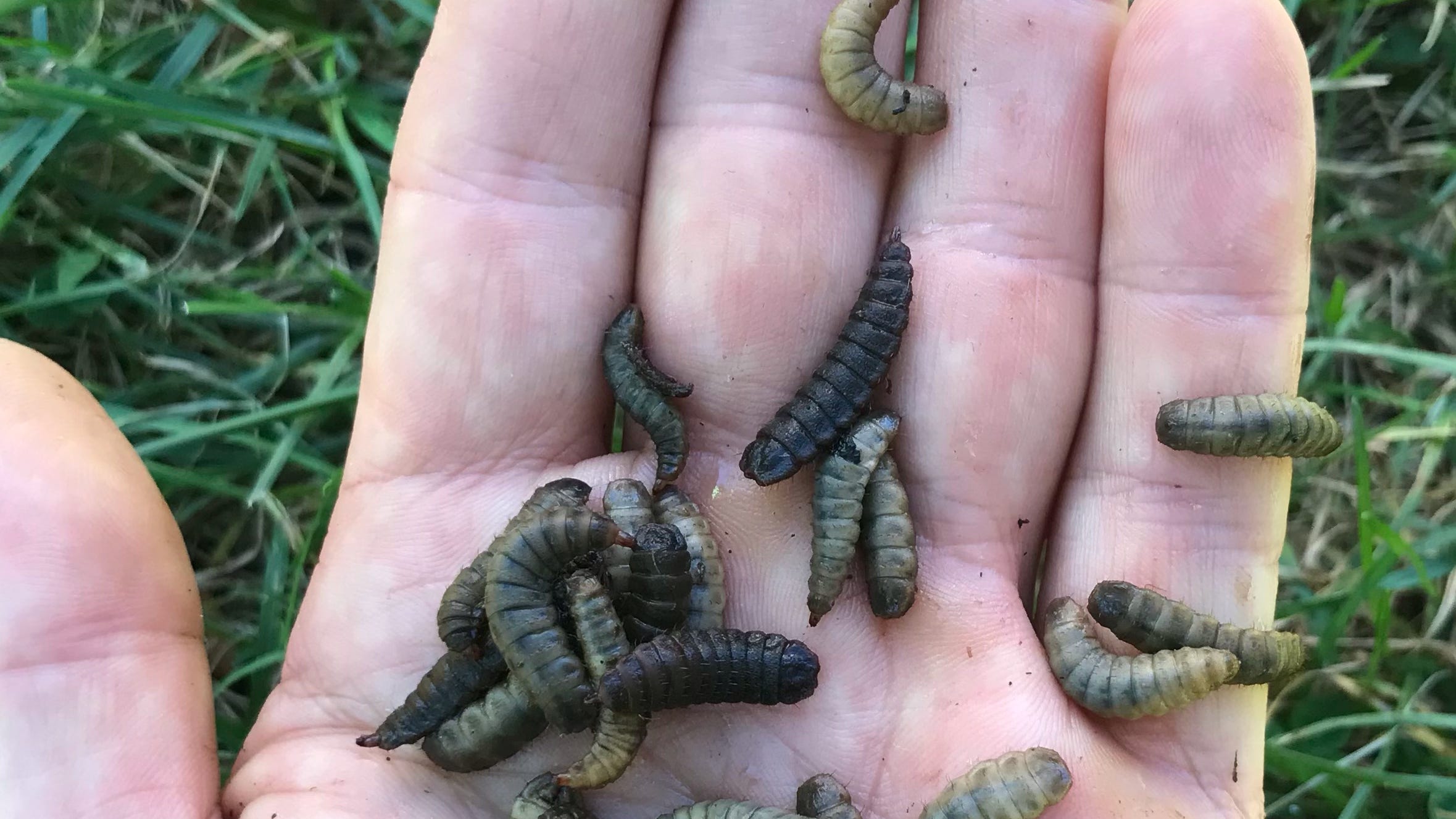 I learned to love maggots. You should, too, if you care about the ...