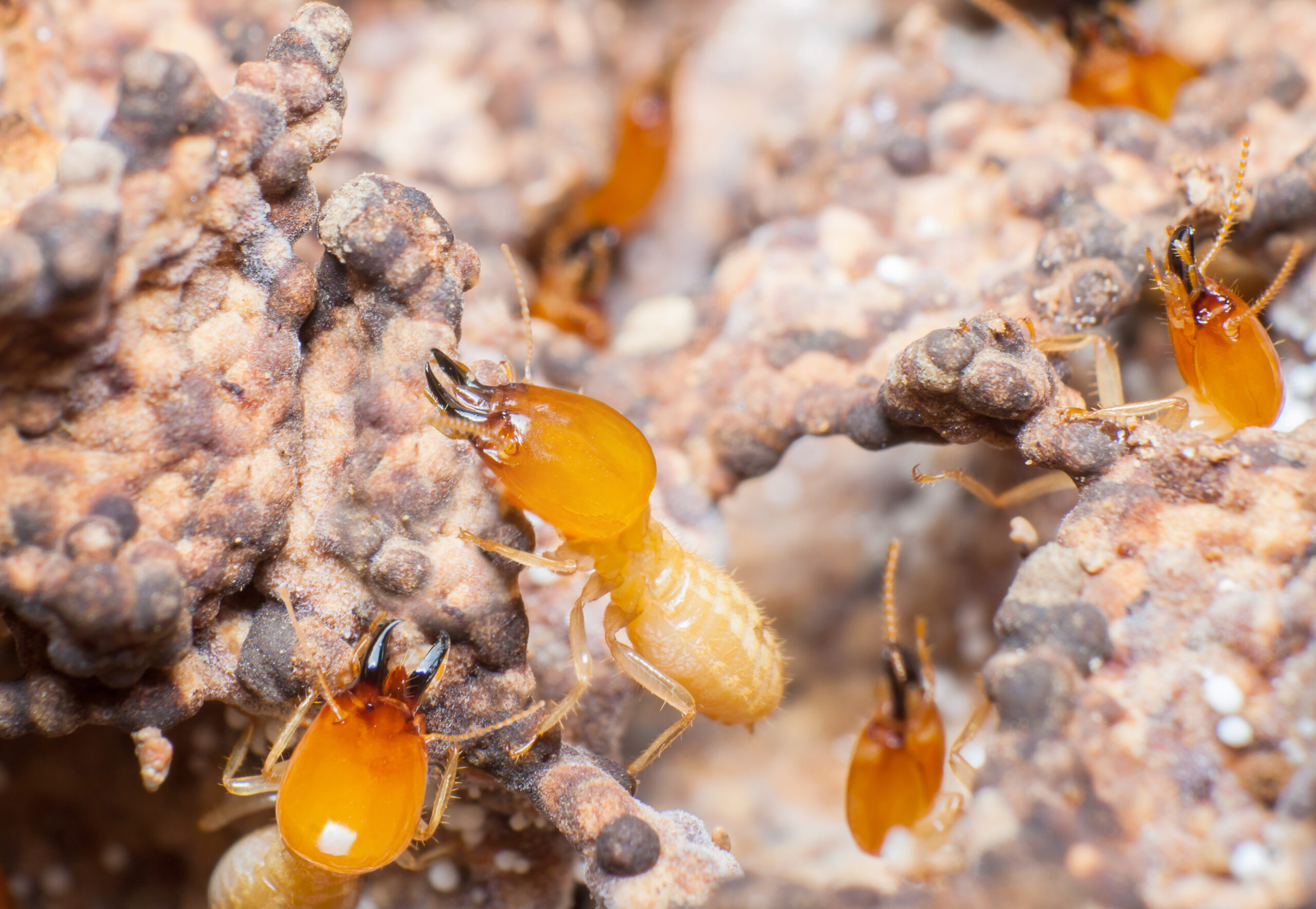 My formula for a tasty and nutritious Nigerian soup – with termites ...