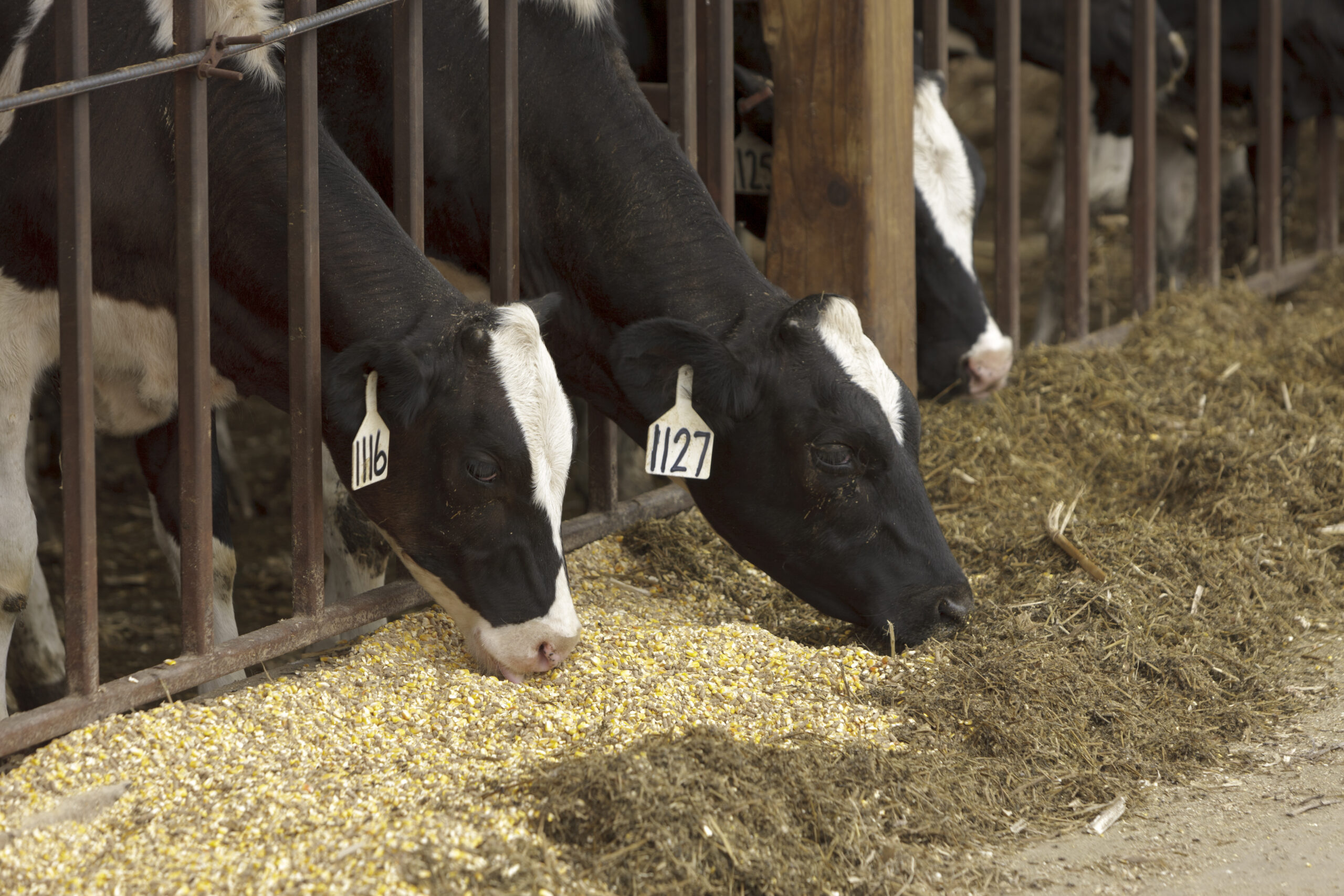 Feeding insects to cattle could make meat and milk production more ...