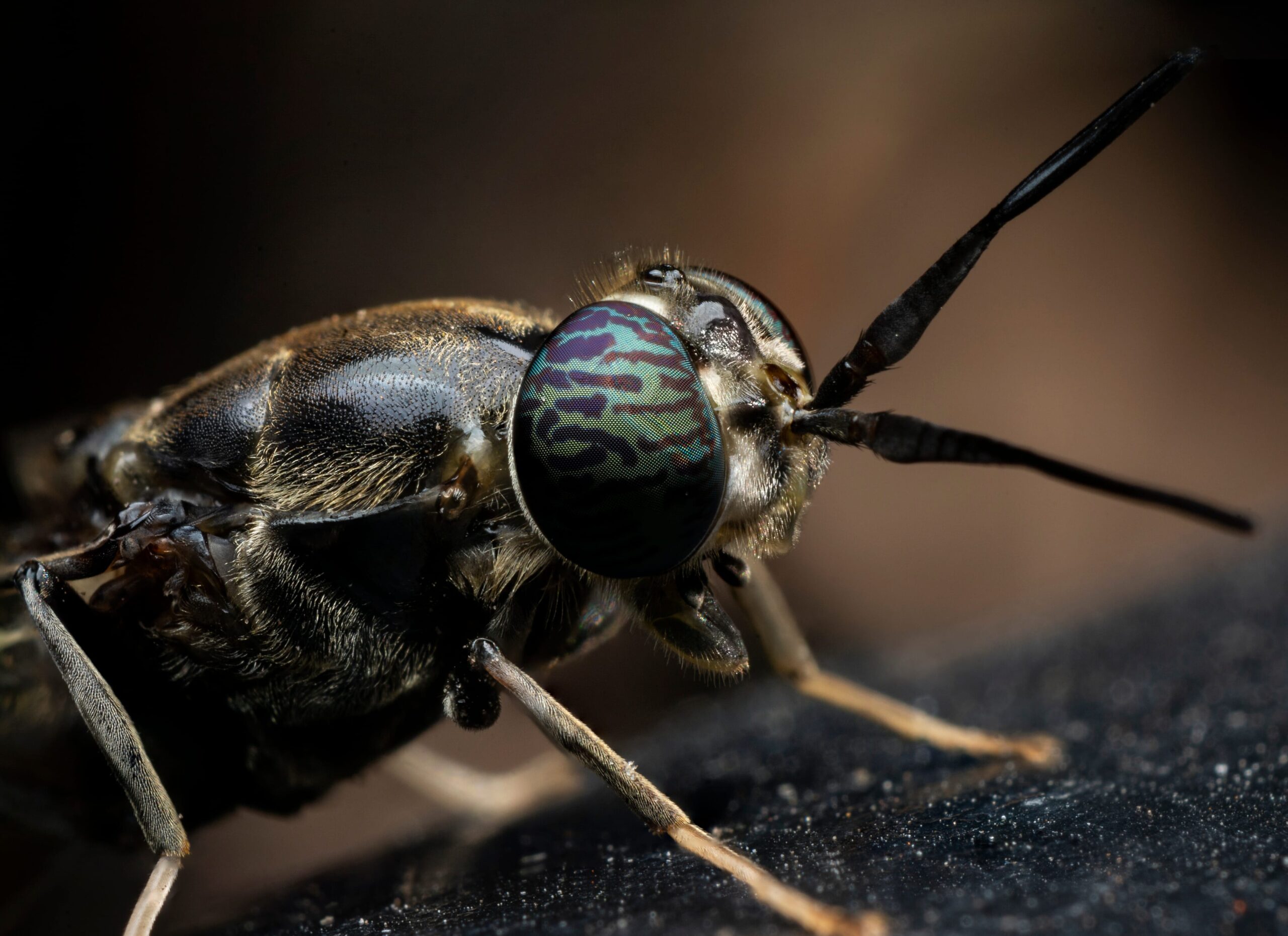 The insect firm that’s thinking inside the box - Edible Insects News