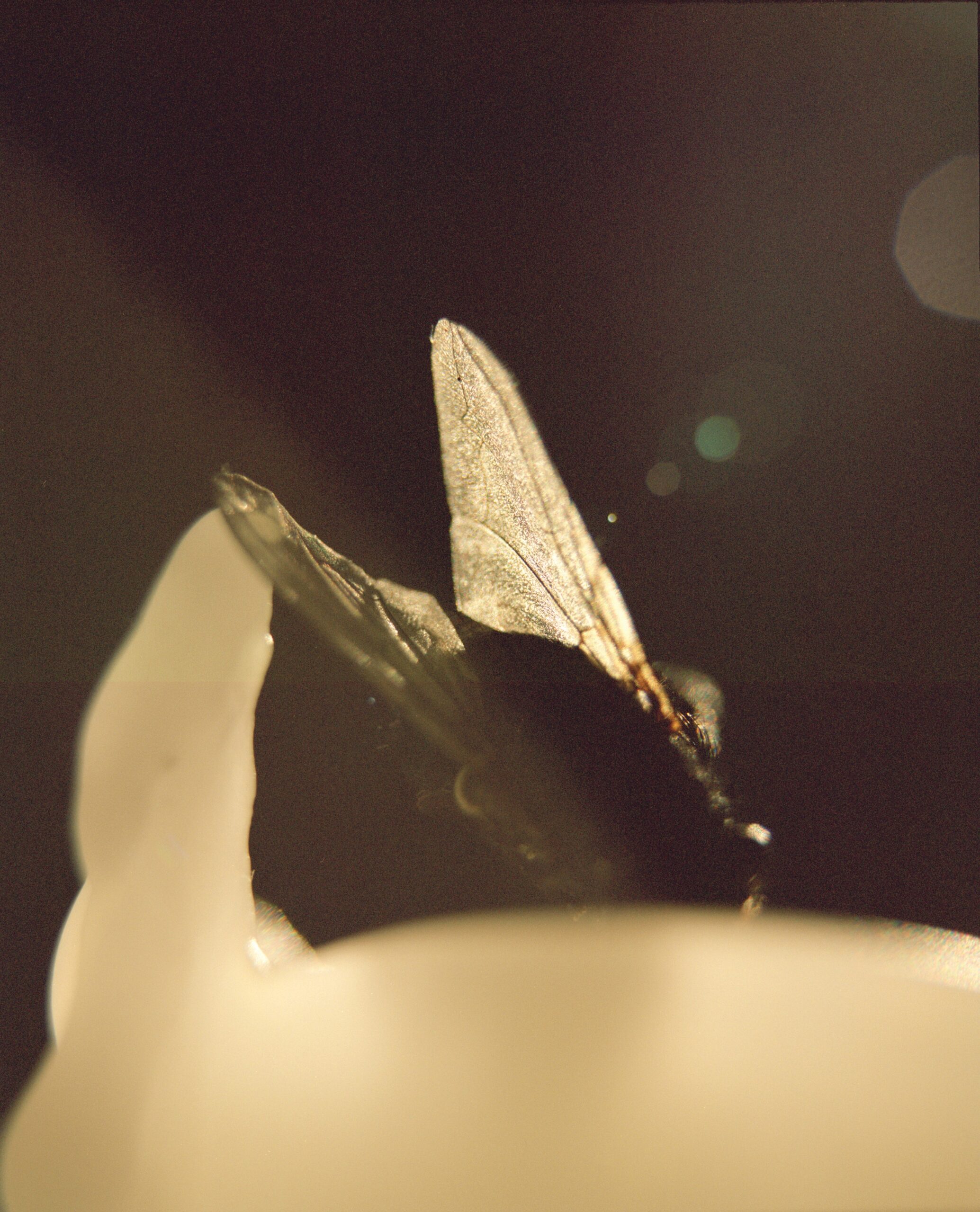 This $75 Million Farm Is Going To Harvest Fly Poop. Here’s Why ...