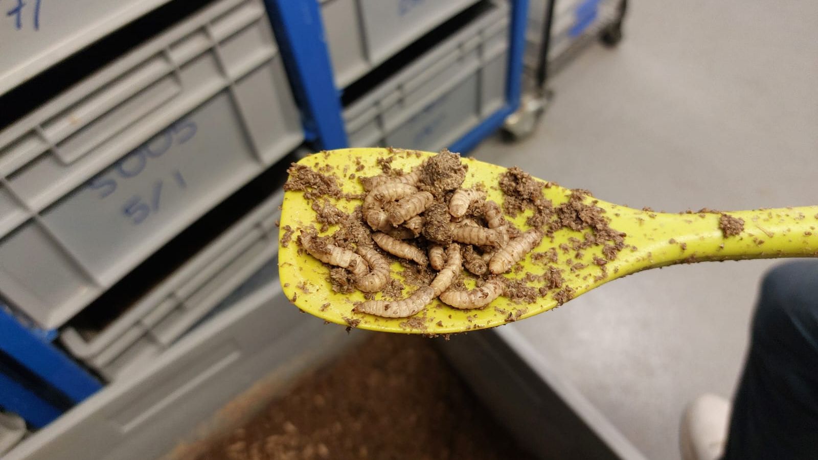 Inside the fly farm breeding millions of flies for food - Edible ...